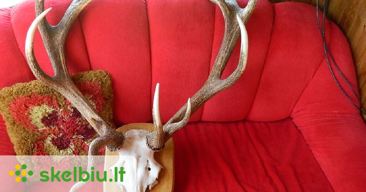 Elniu selekciniai ragai - Skelbiu.lt