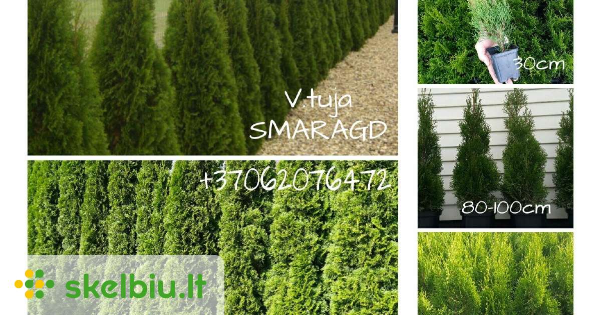 Tujos - Smaragd, Brabant , Columna - Skelbiu.lt
