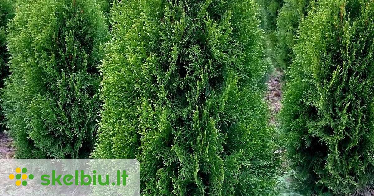 Tujos Smaragd -Jau priimame užsakymus! - Skelbiu.lt