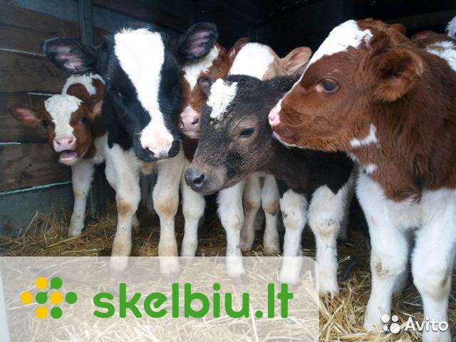 parduodami buliukai skelbimai - Skelbiu.lt