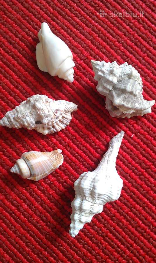 Jūros kriauklės yra įvairių gražių įdomių tikros - Skelbiu.lt