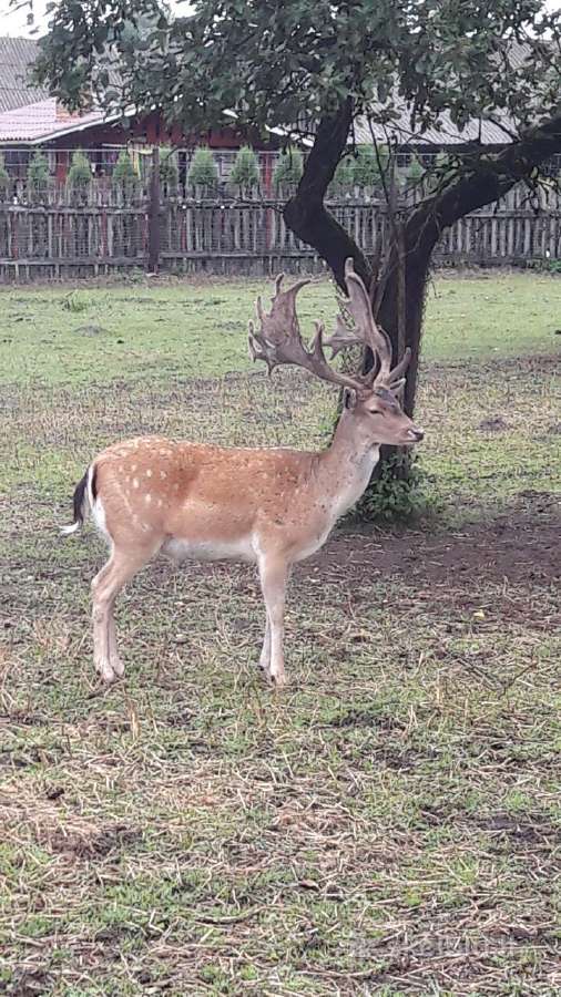 Parduodu danielius - Skelbiu.lt
