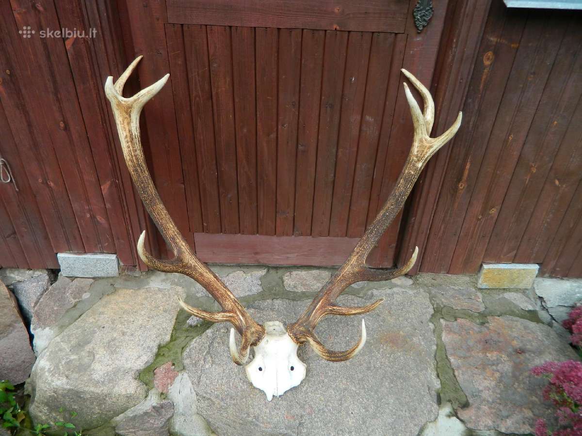 Elniu ragai - Skelbiu.lt