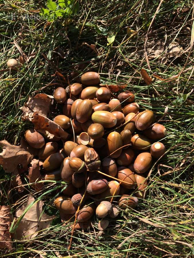 Perku Ąžuolo Giles - Skelbiu.lt