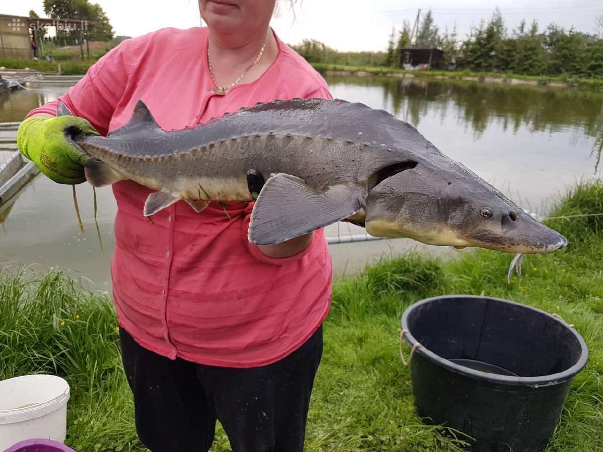 Gyva Žuvys Eršketai 2-3kg Karpiai 2-3kg. - Skelbiu.lt