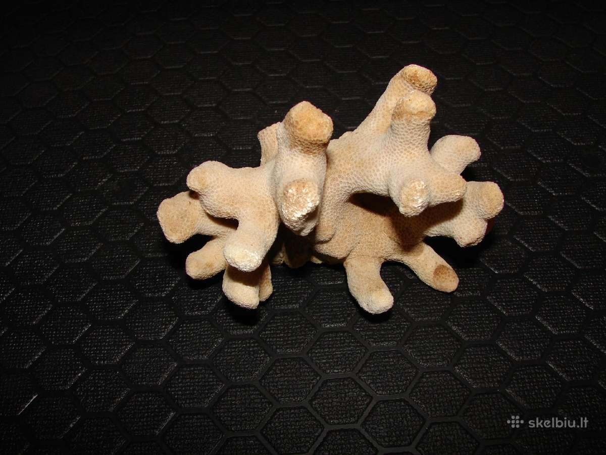 Koralai - Skelbiu.lt