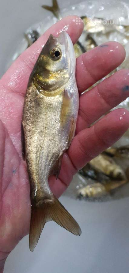 Žuvų mailius - Skelbiu.lt