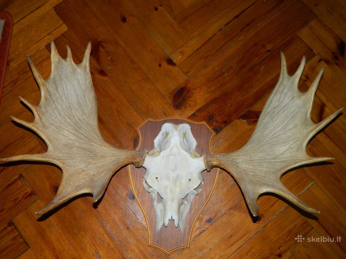 Briedzio ragai - Skelbiu.lt