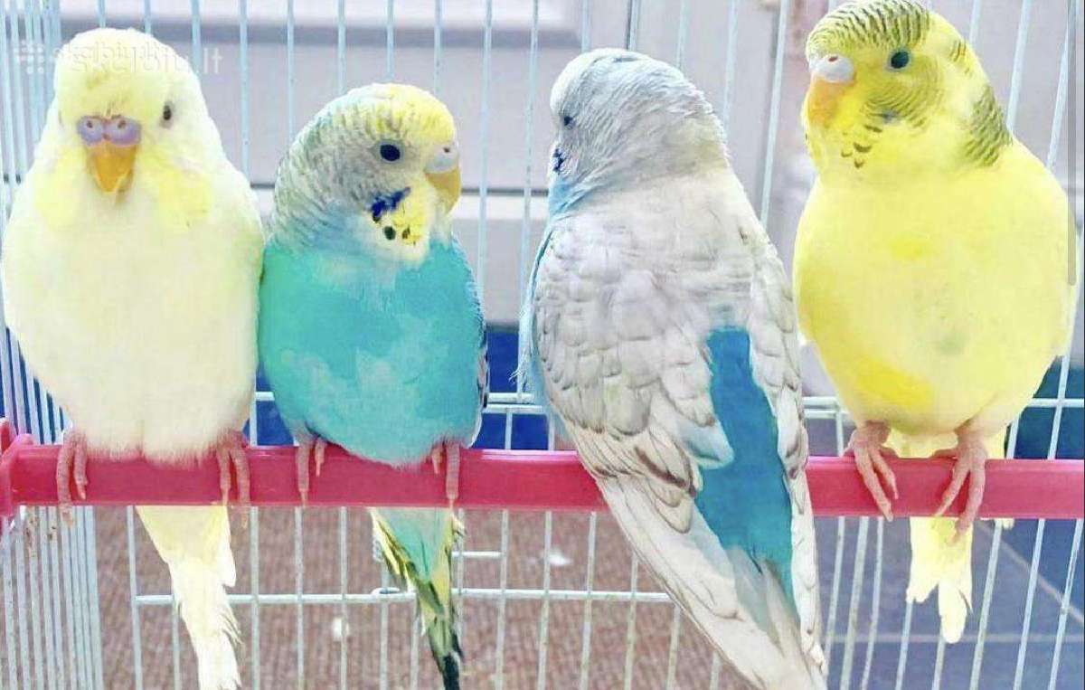 Banguotosios papūgeles ir nimfos - Skelbiu.lt