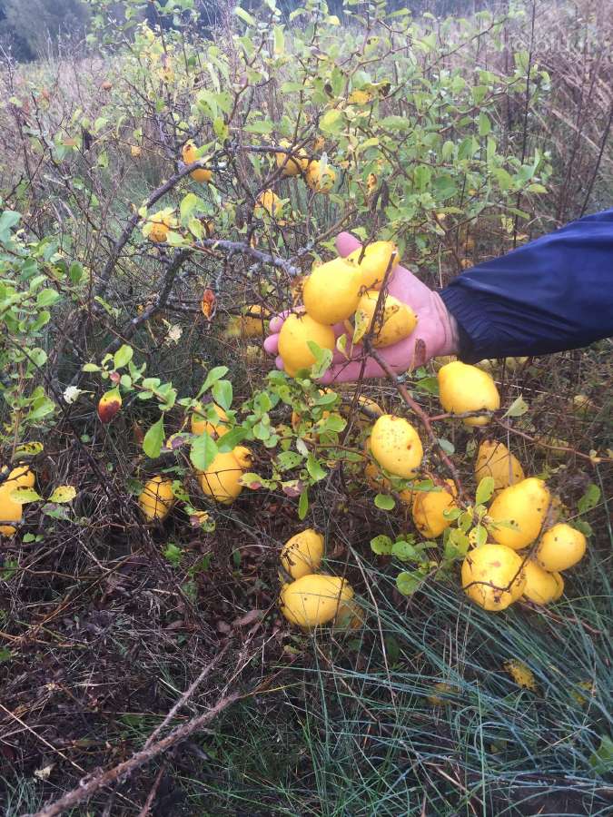 Svarainiai Iš Lauko - Skelbiu.lt