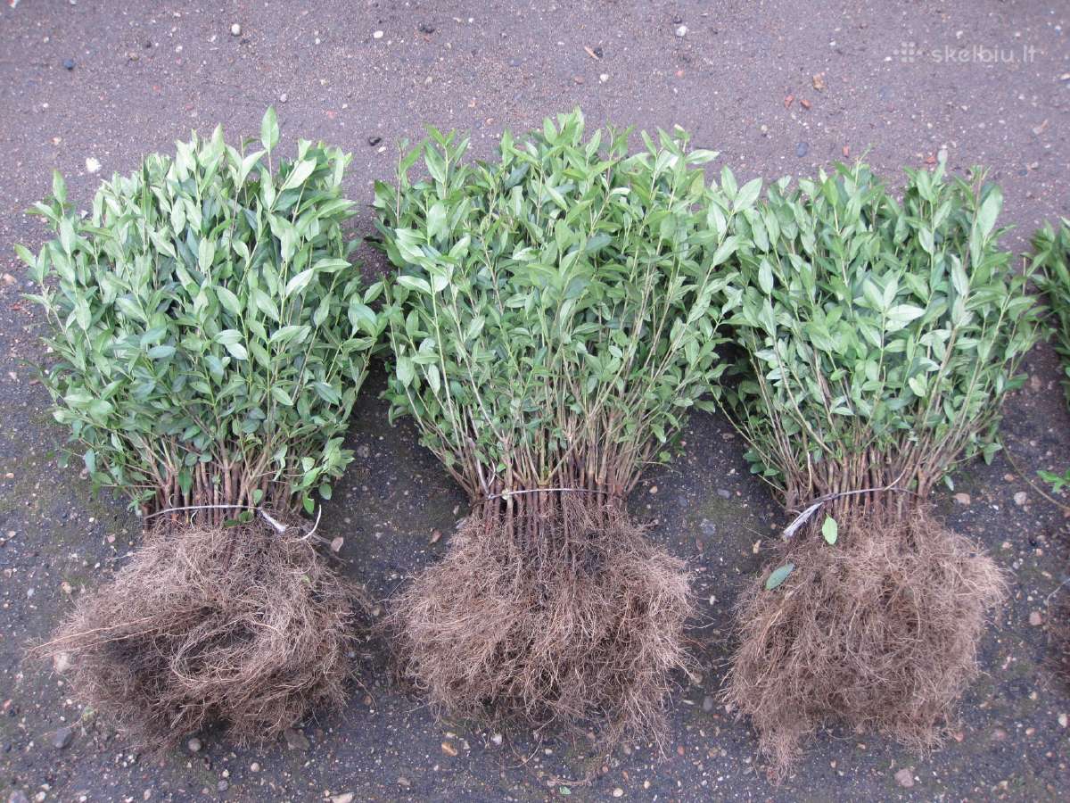 Paprastasis Ligustras -Gyvatvoriu Karalius - Skelbiu.lt