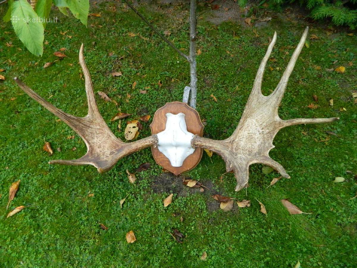 Briedziu ragai - Skelbiu.lt