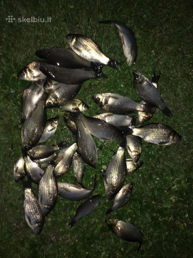 Karosai - Skelbiu.lt