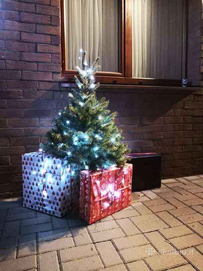 Kėniai,kėnis,eglutės,eglės,vazone,vazonuose - Skelbiu.lt