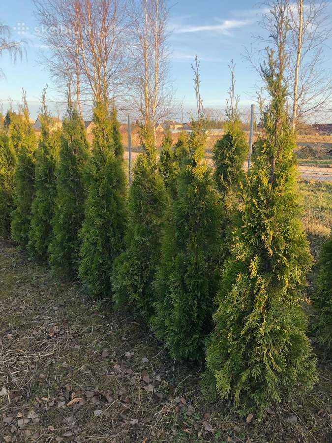 Tujos Smaragd iš grunto - Skelbiu.lt