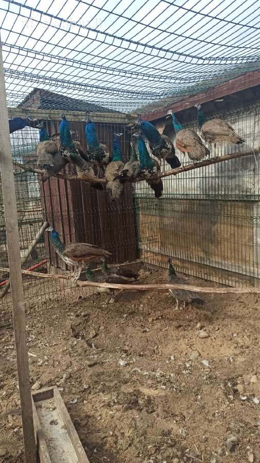 Naminiai paukščiai :povai,kalakutai,antys, žąsys. - Skelbiu.lt