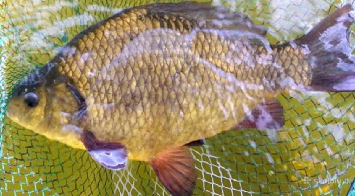 Auksiniai karosai - Skelbiu.lt