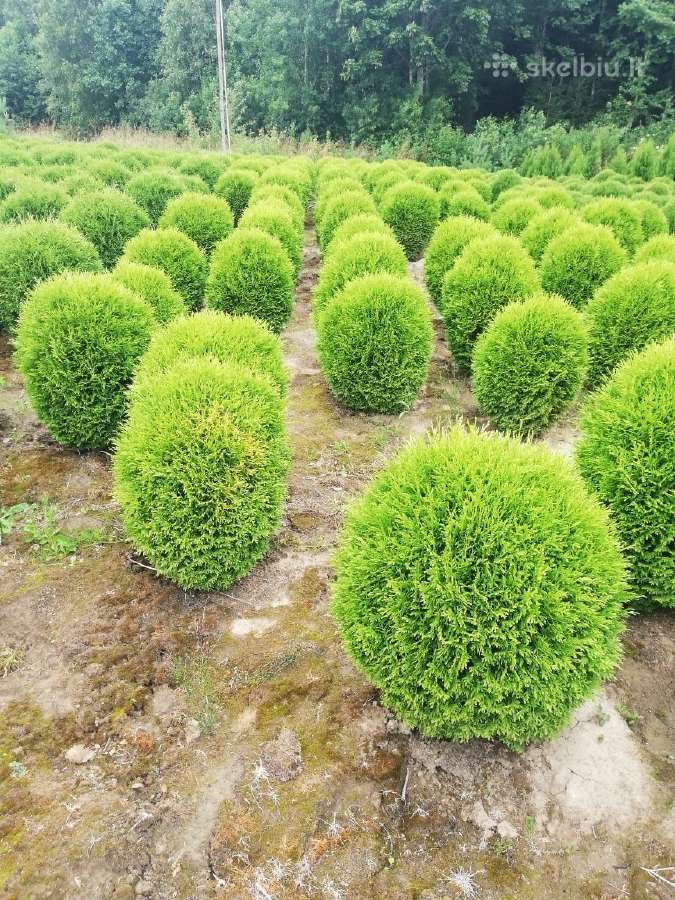 Tujos rutulinės - Skelbiu.lt