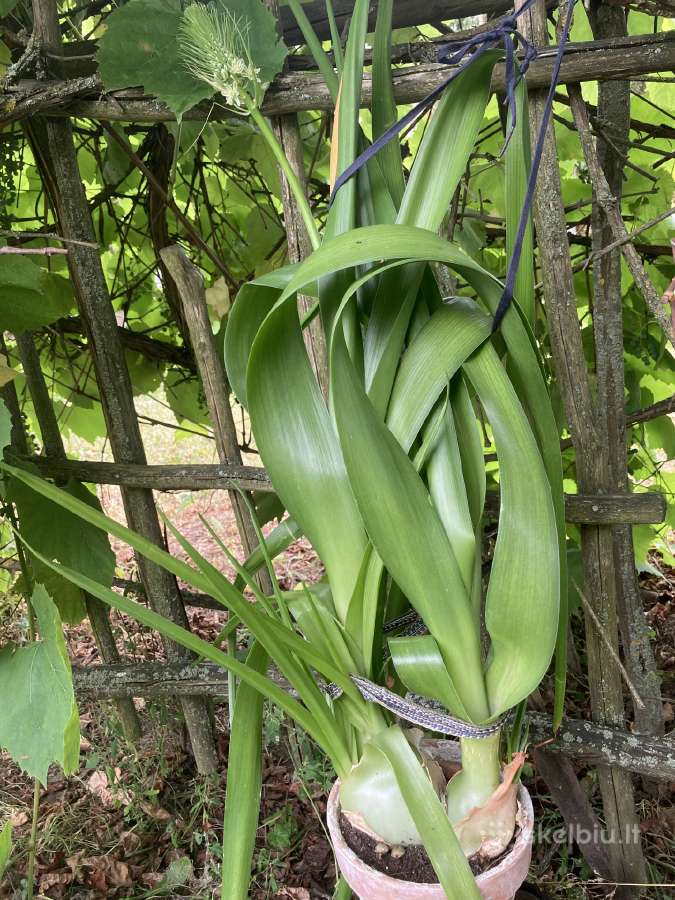 Indiško svogūno svogūnėliai - Skelbiu.lt
