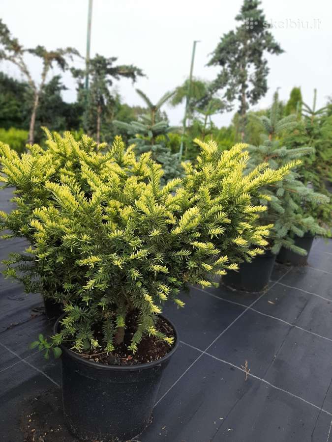 Kukmedžiai "Elegantissima", "Fastigiata", "Hicksi" - Skelbiu.lt