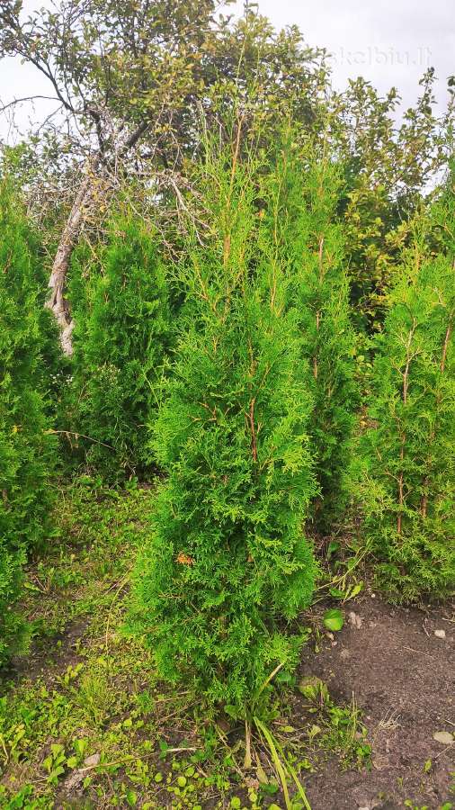 Kolonines tujos Columna - Skelbiu.lt