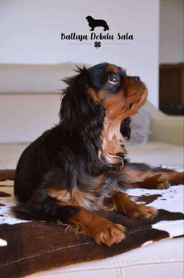 Kavalieriaus Karaliaus Karolio spanieliai - Skelbiu.lt