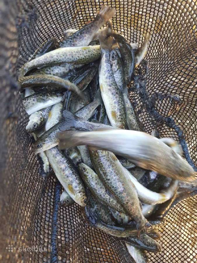 Mailius įžuvinimui, margieji upėtakiai - Skelbiu.lt