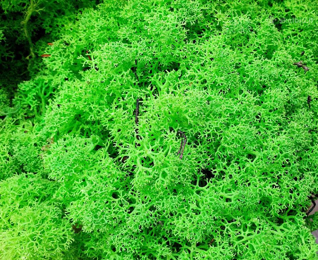 Stabilizuotos samanos - Skelbiu.lt