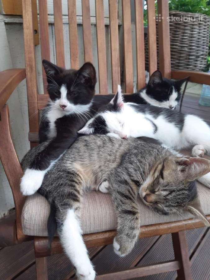 Mieli išauklėti katinukai ieško namu - Skelbiu.lt