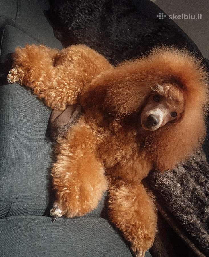 Nykštukinis pudelis kergimui - Skelbiu.lt