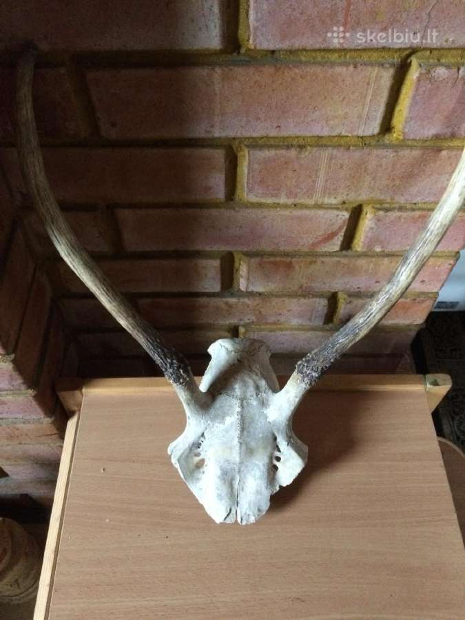 Ragai elnio - Skelbiu.lt