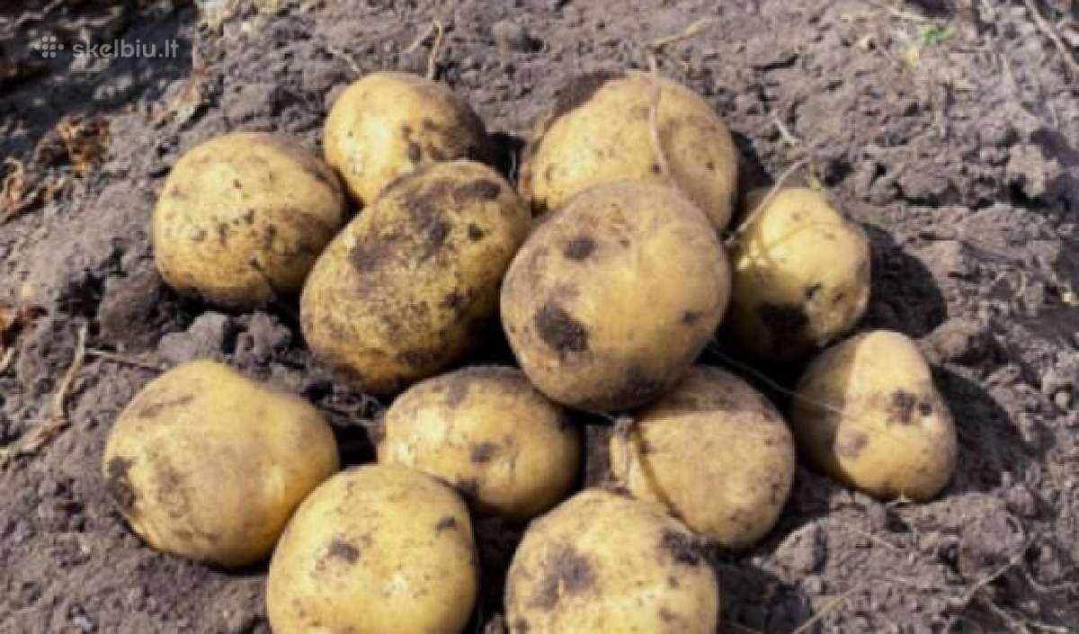 Vineta bulves (antro atselio) ir svogunai - Skelbiu.lt