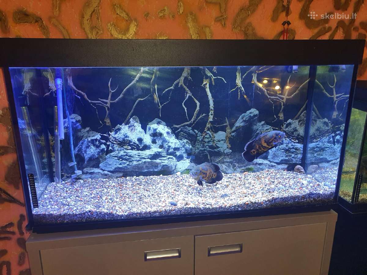 Parduodamas akvariumo komplektas - Skelbiu.lt
