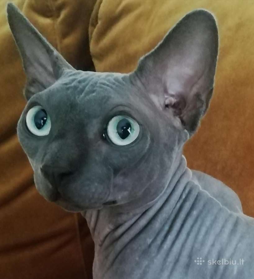 Sfinksas pasimatymams - Skelbiu.lt