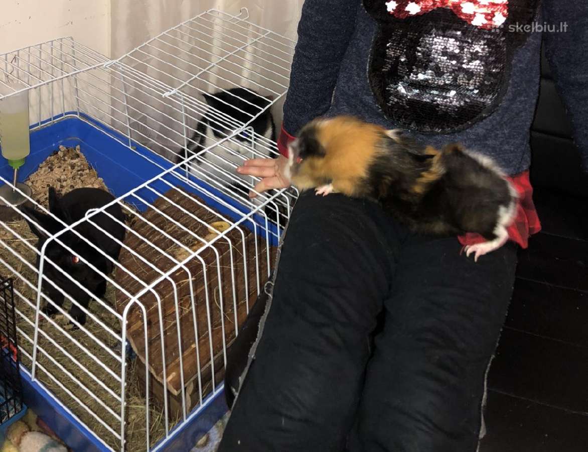 Juru kiaulyte.narvelis juru kiaulytei - Skelbiu.lt