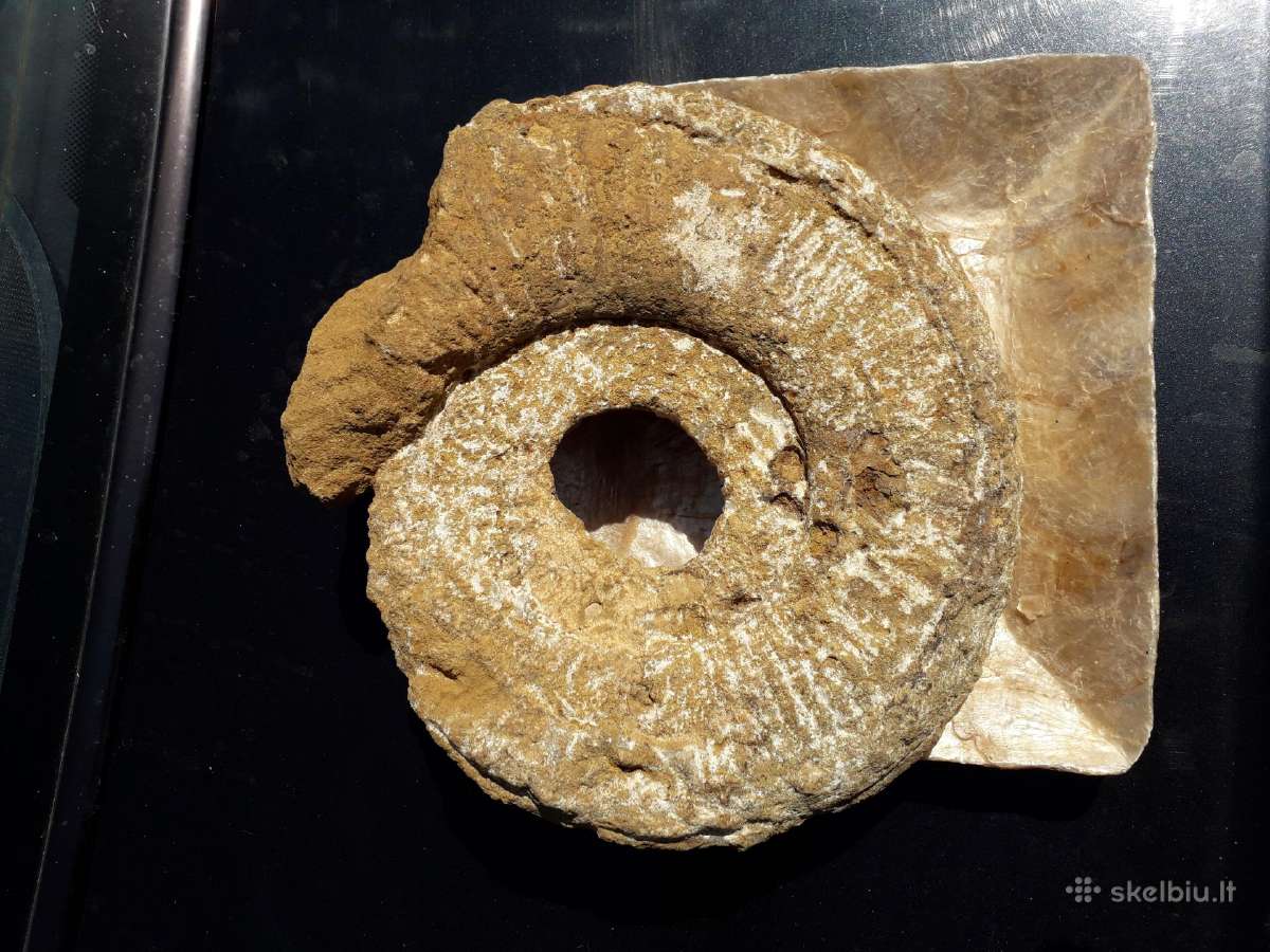 Antikvaras.fosilija. - Skelbiu.lt