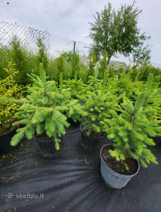 Tujos, Pušys, Eglės, Vaismedžiai. - Skelbiu.lt