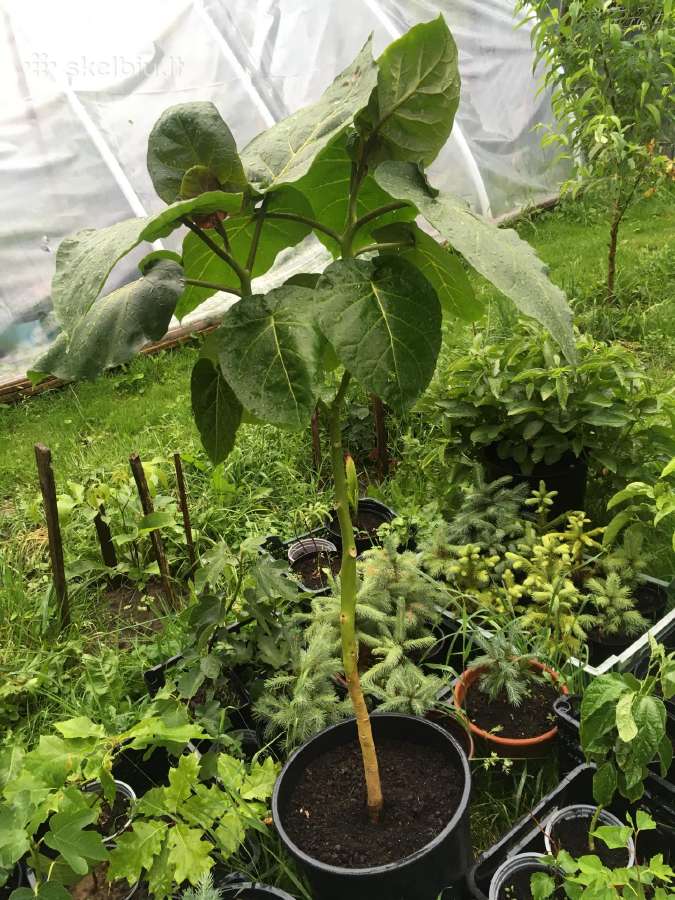 Tamarillo- Pomidoru medis - Skelbiu.lt