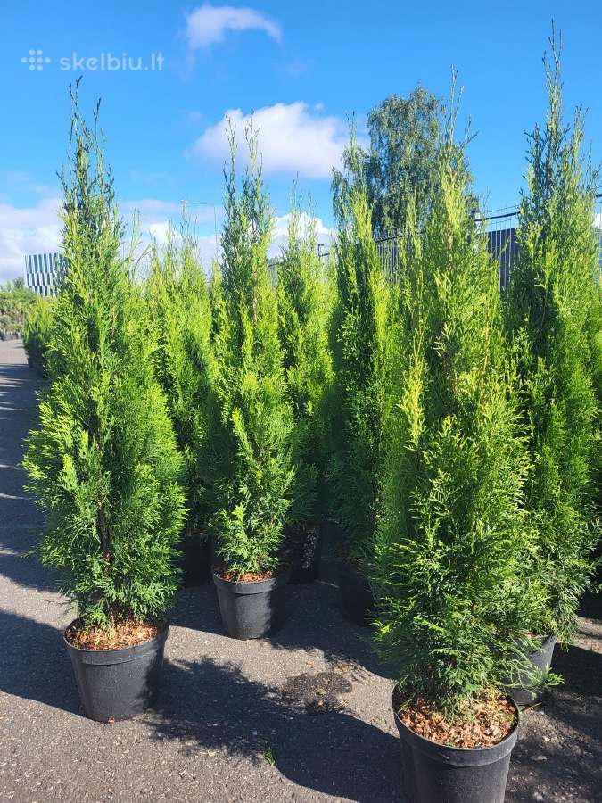 Tujos * Pušys* Eglutės*transportavimas*sodinimas - Skelbiu.lt