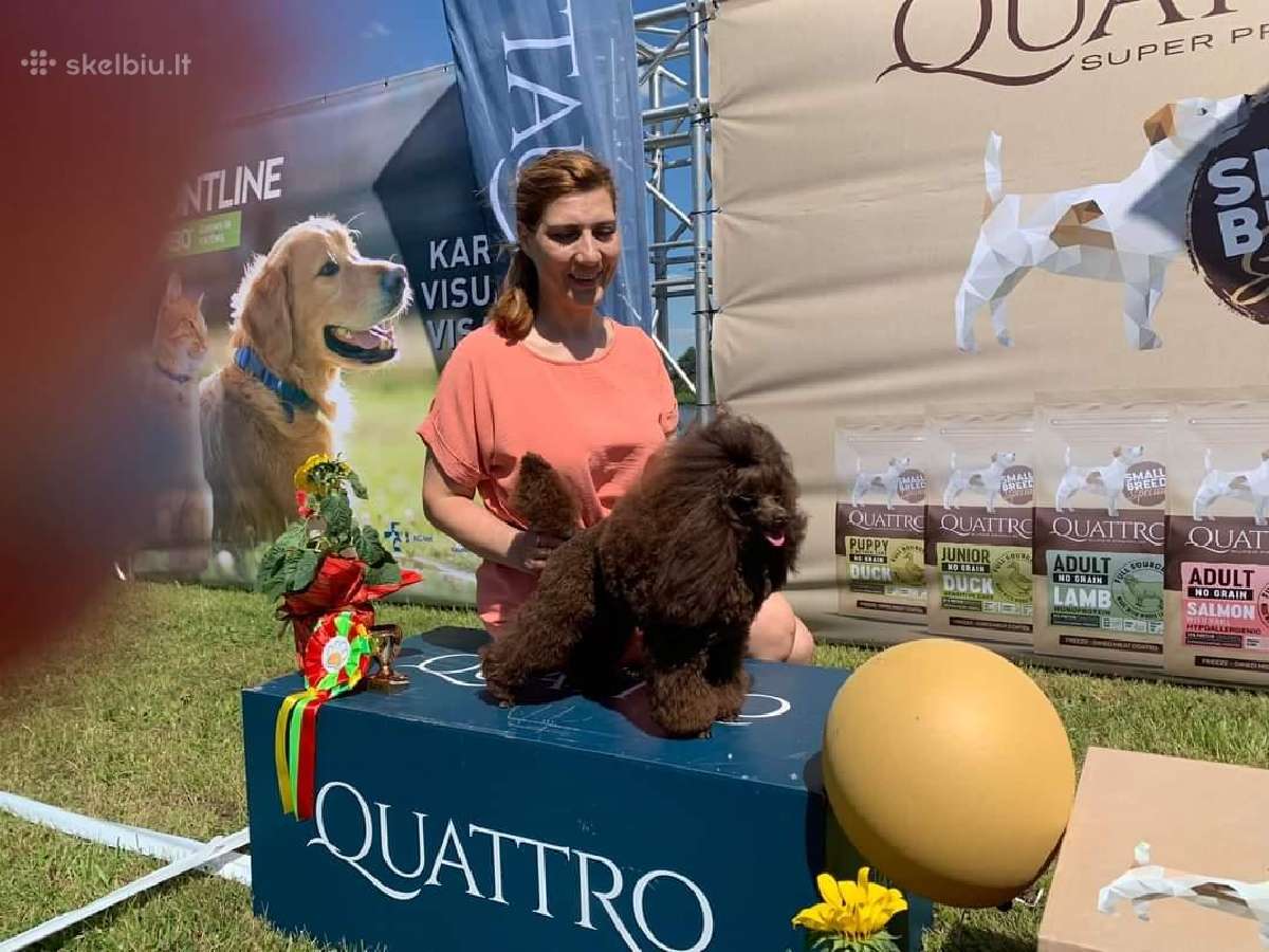 Toy pudelis kergimui - Skelbiu.lt