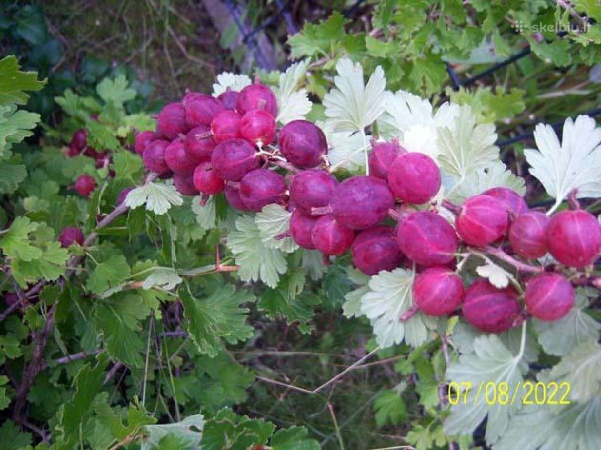Serbentas juodas, raudonas, agrastas raudonas - Skelbiu.lt