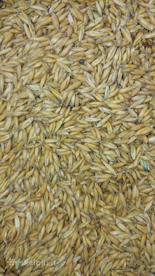 Grūdai, šiaudai, šienas - Skelbiu.lt