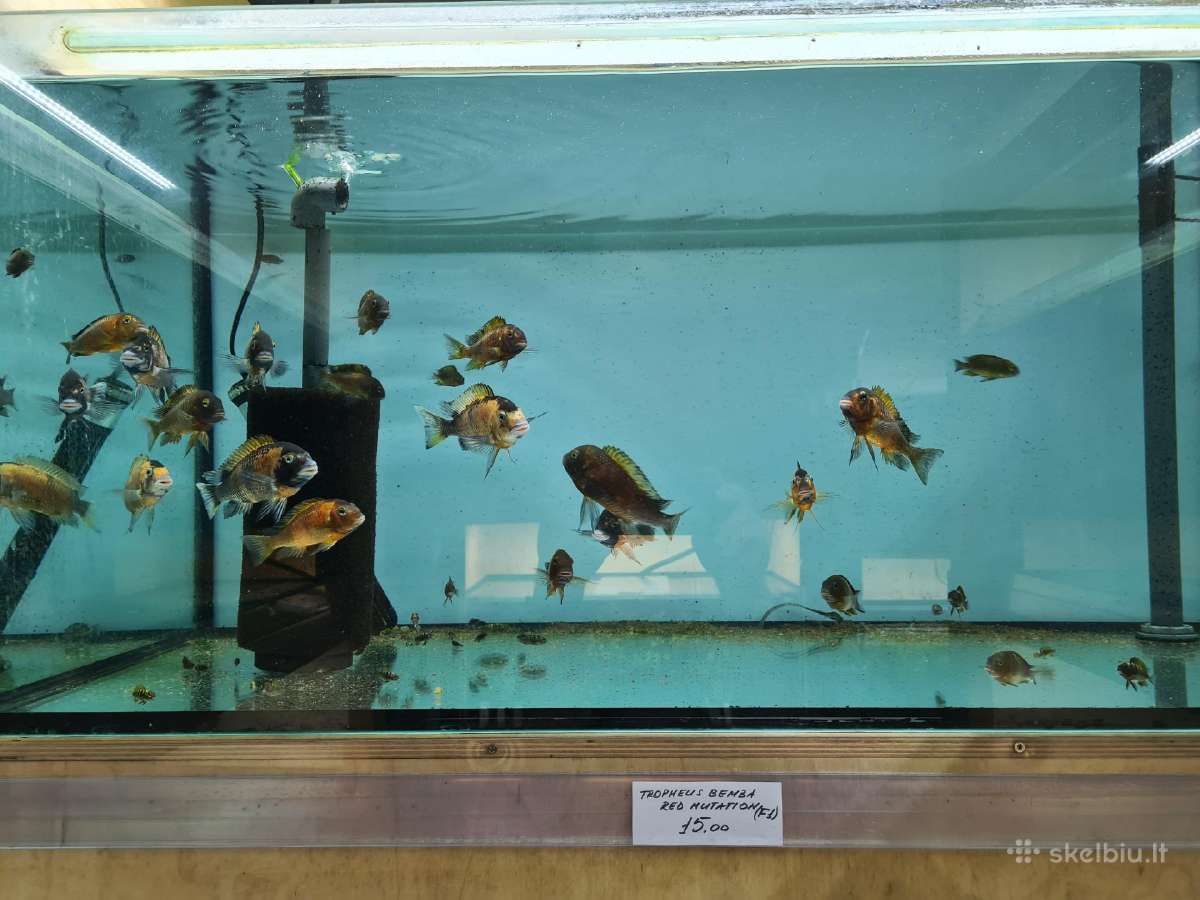 Tropheus Bemba Red Mutation - Skelbiu.lt