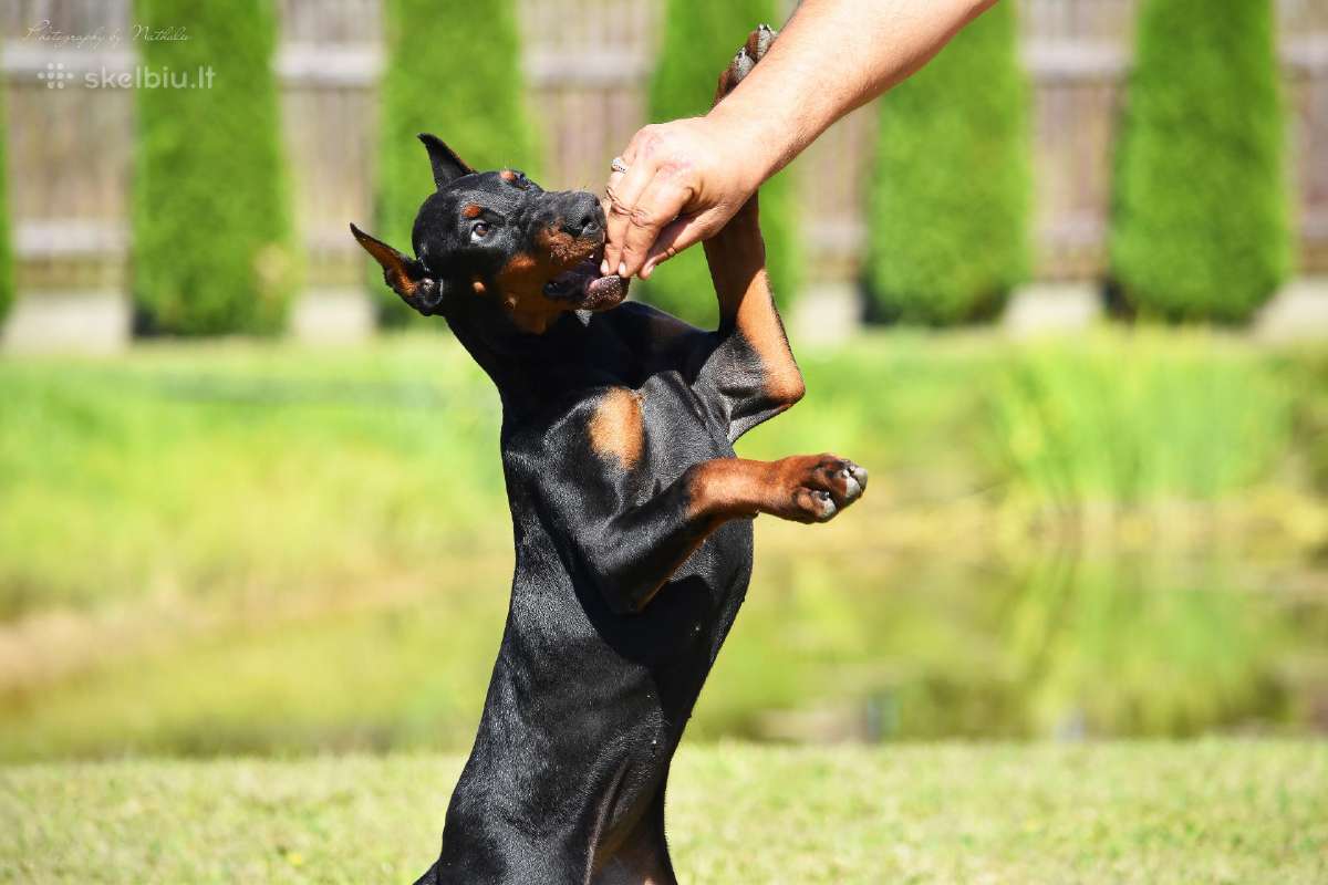 Dobermanas - Skelbiu.lt