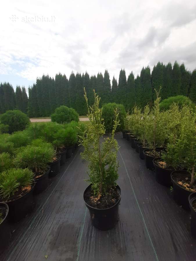 Tujos "Aureospicata" - margai gyvatvorei! - Skelbiu.lt