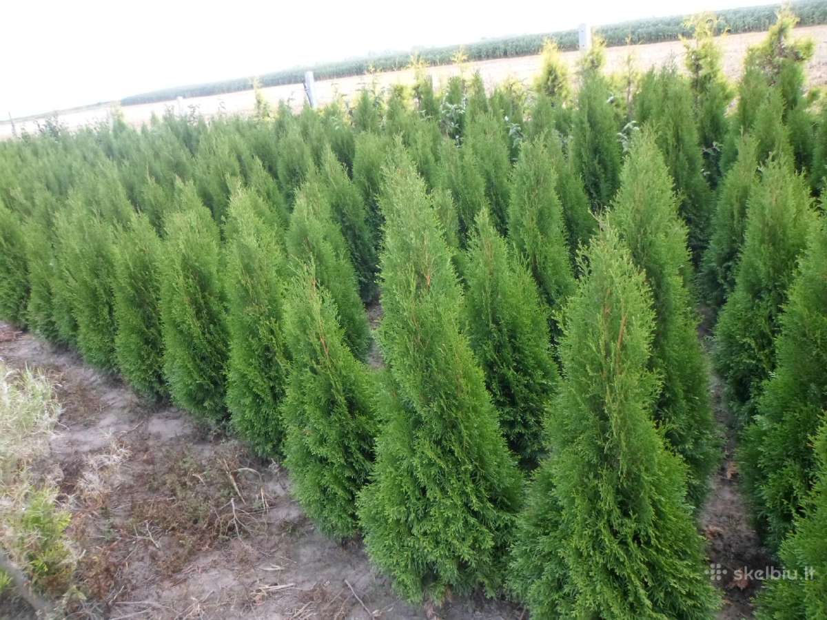 Tujos "Smaragd", storas, gražus, didelis 140-160cm - Skelbiu.lt