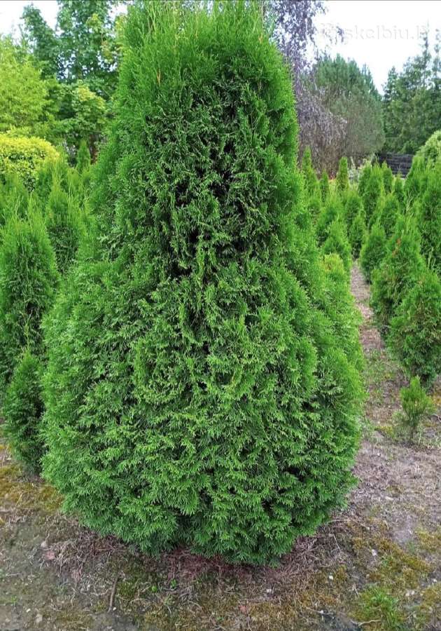 Tujos Smaragd augintos Lietuvoje /2m - Skelbiu.lt