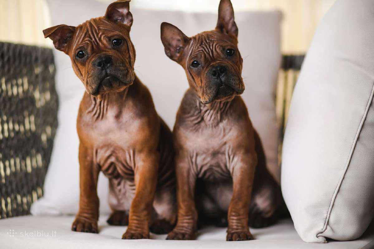 Chongqing Dog - Kinų buldogai su Fci dokumentais - Skelbiu.lt