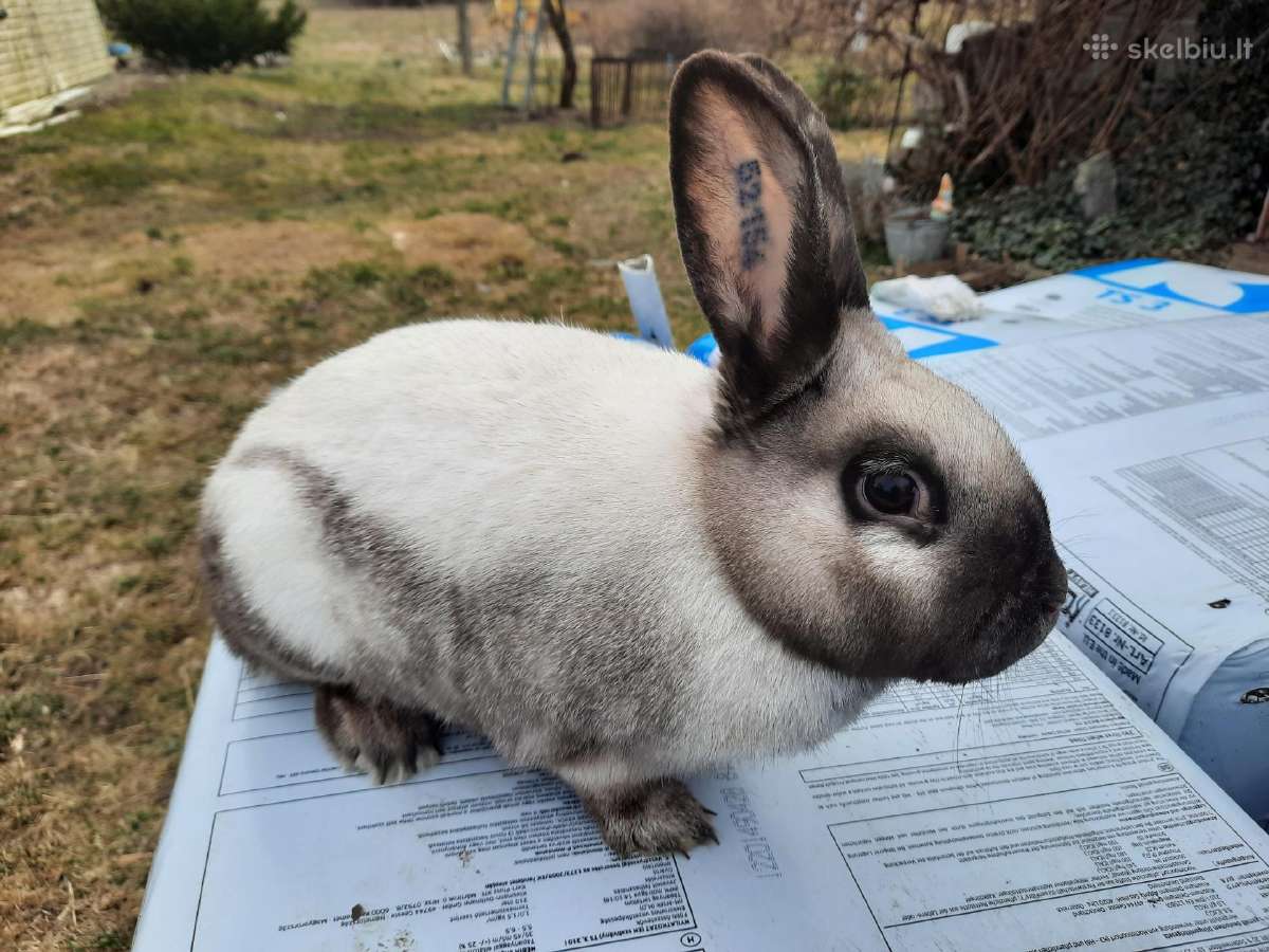 Sallander - Skelbiu.lt