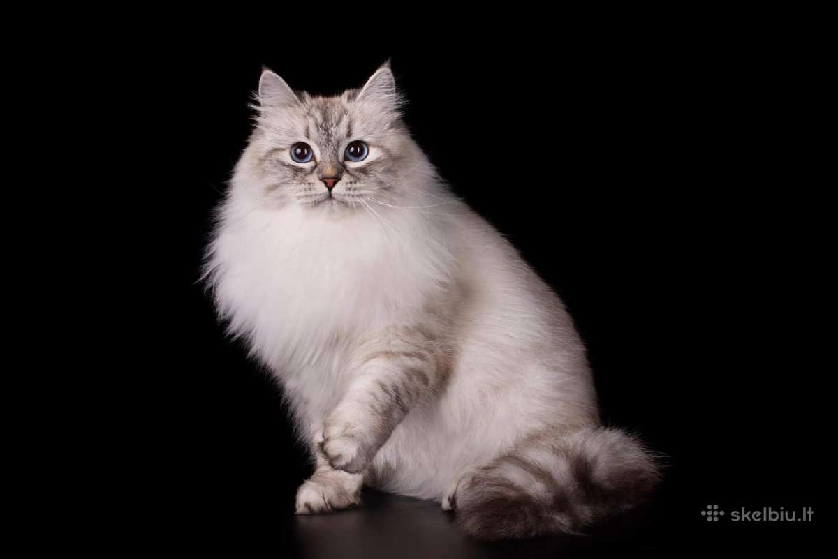 Sibiro / Nevos maskaradinės su kilmės dokumentais - Skelbiu.lt